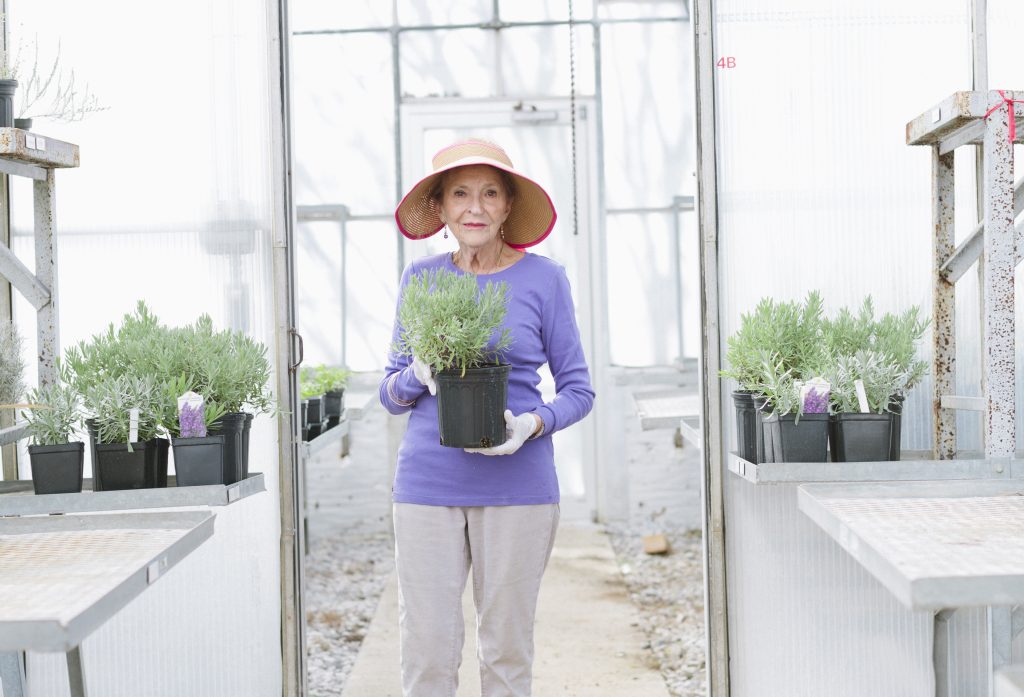 Meet Our Lavender Lady - Birmingham Botanical Gardens