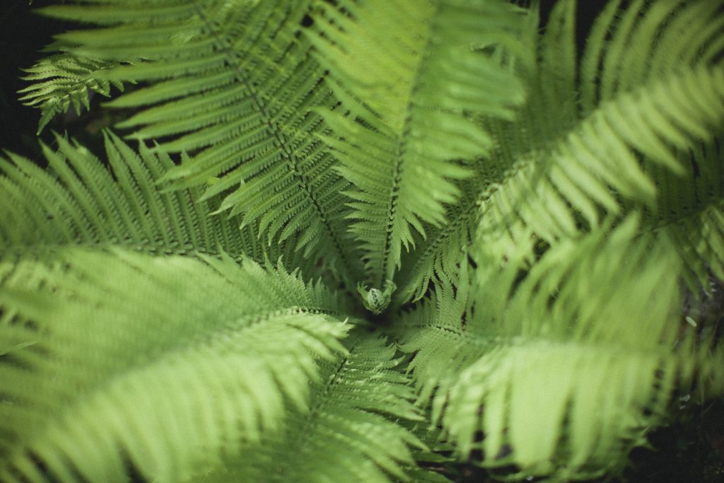 Fern Glade - Birmingham Botanical Gardens