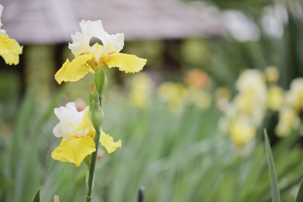 Ireland Iris Garden - Birmingham Botanical Gardens