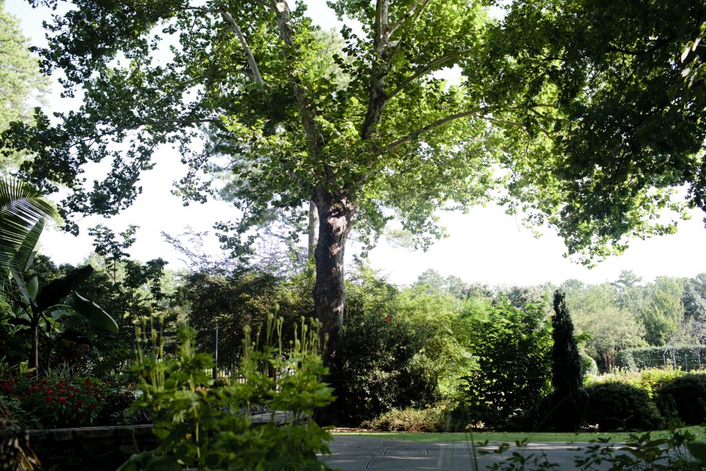 Moon Tree - Birmingham Botanical Gardens