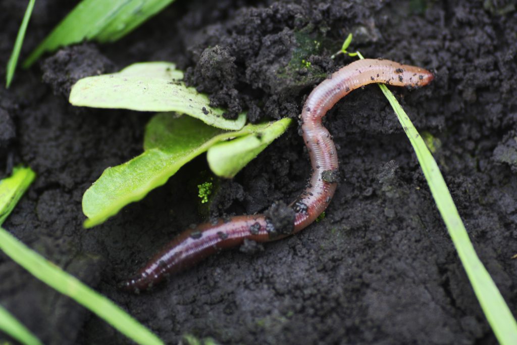 Creature Feature: Worms - Birmingham Botanical Gardens