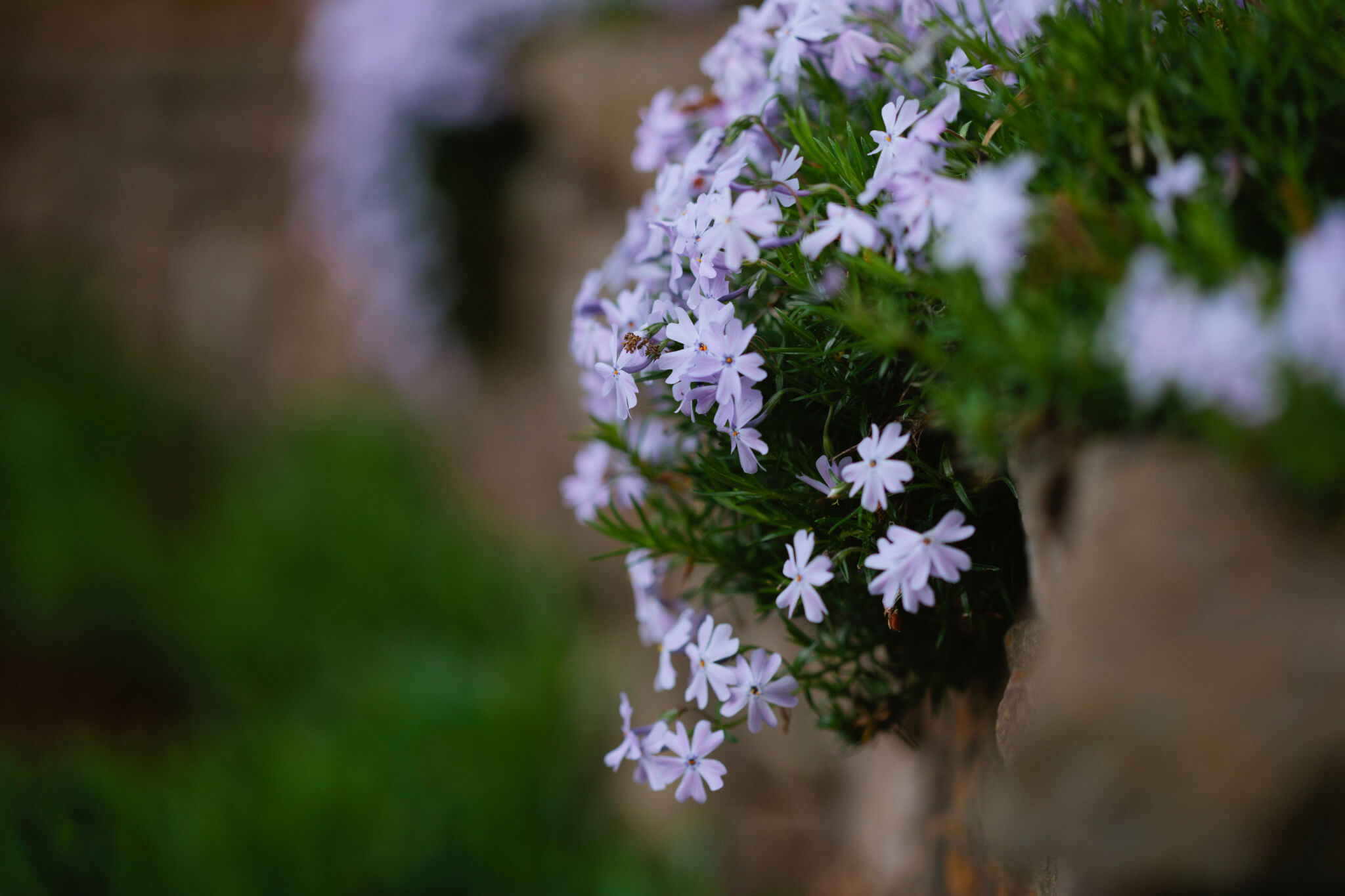 Warm Welcome: Native Plants in the Landscape - Birmingham Botanical Gardens