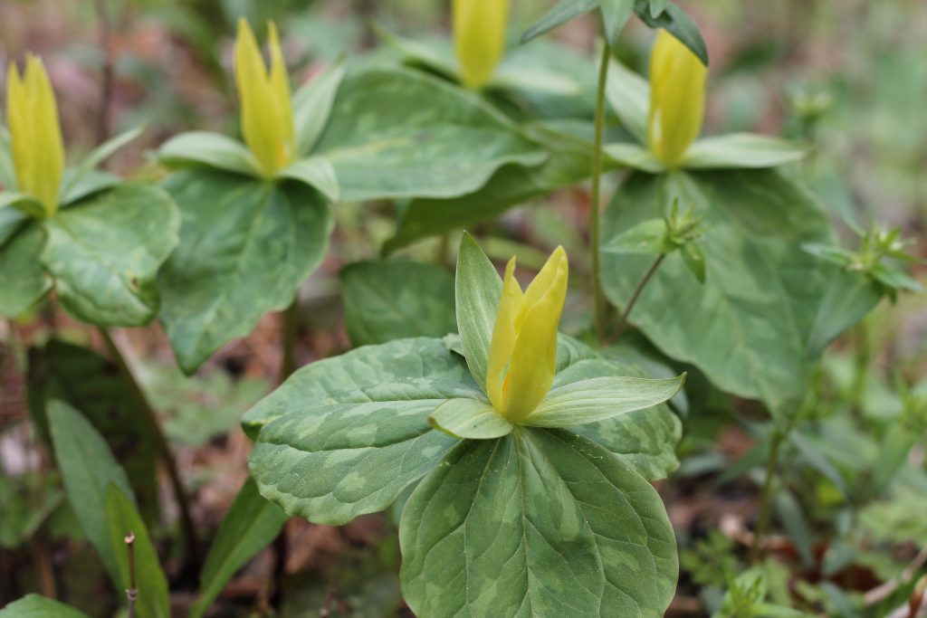 Around the Gardens: Treasured Trilliums - Birmingham Botanical Gardens