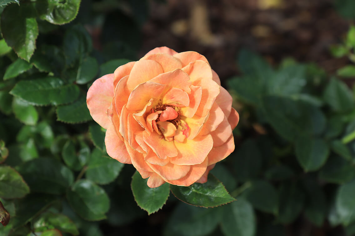 Roses: The Sweetest Summer Blooms - Birmingham Botanical Gardens